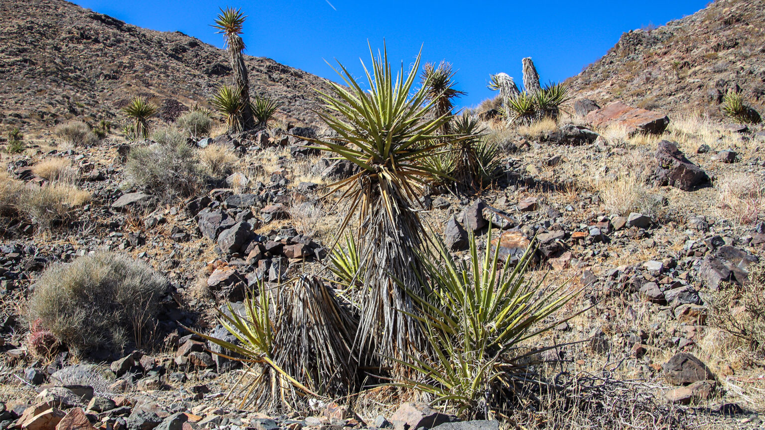 About - Discover Newberry Springs